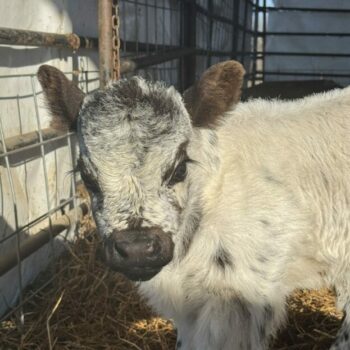 IMCBR Marketplace – Buy and Sell Mini Cattle