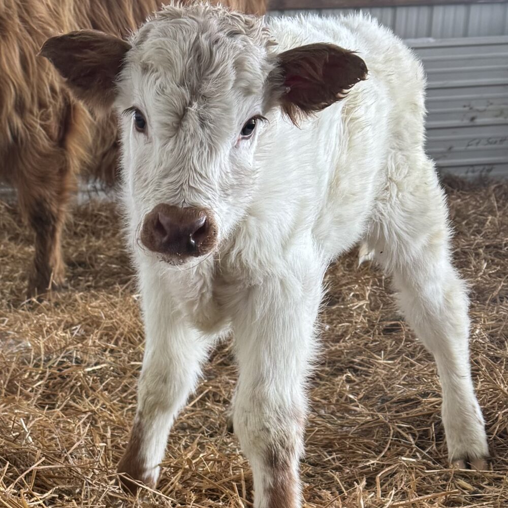 IMCBR Marketplace – Buy and Sell Mini Cattle