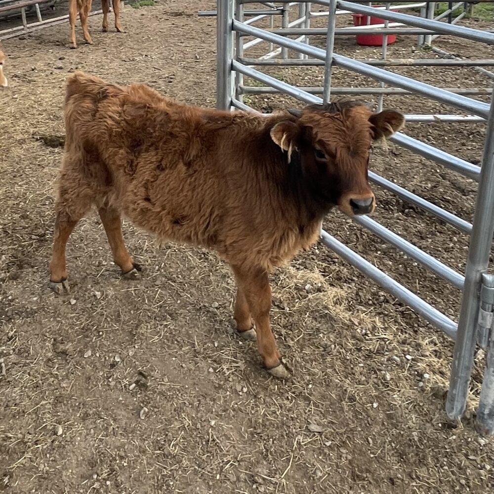 IMCBR Marketplace – Buy and Sell Mini Cattle