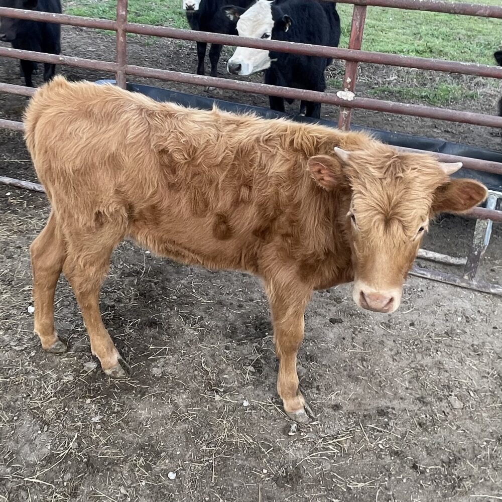 IMCBR Marketplace – Buy and Sell Mini Cattle