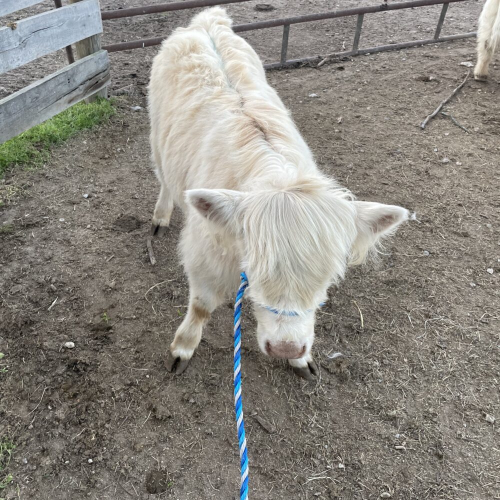 IMCBR Marketplace – Buy and Sell Mini Cattle