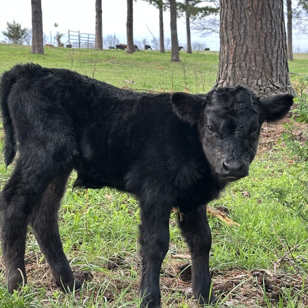 IMCBR Marketplace – Buy and Sell Mini Cattle