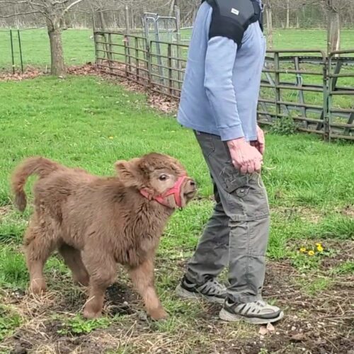 IMCBR Marketplace – Buy and Sell Mini Cattle