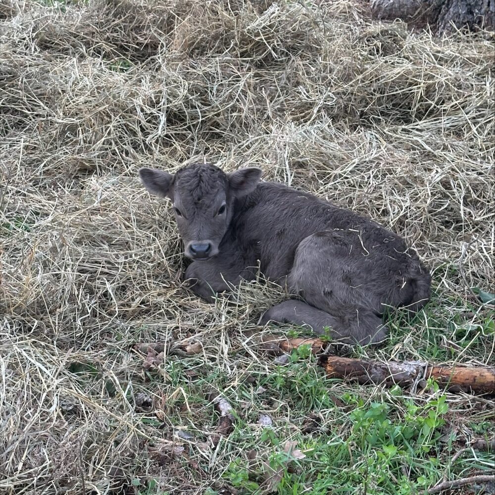 IMCBR Marketplace – Buy and Sell Mini Cattle