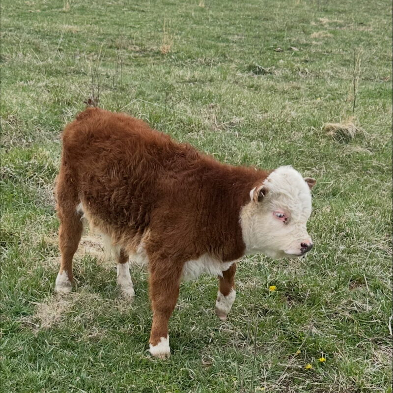 IMCBR Marketplace – Buy and Sell Mini Cattle