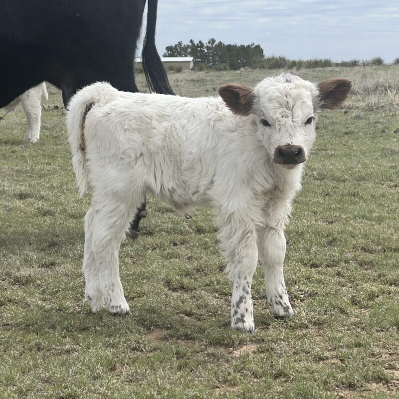 IMCBR Marketplace – Buy and Sell Mini Cattle