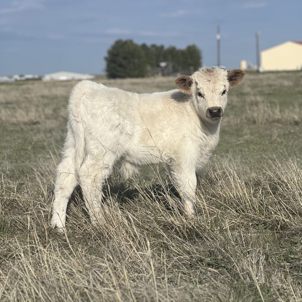 IMCBR Marketplace – Buy and Sell Mini Cattle