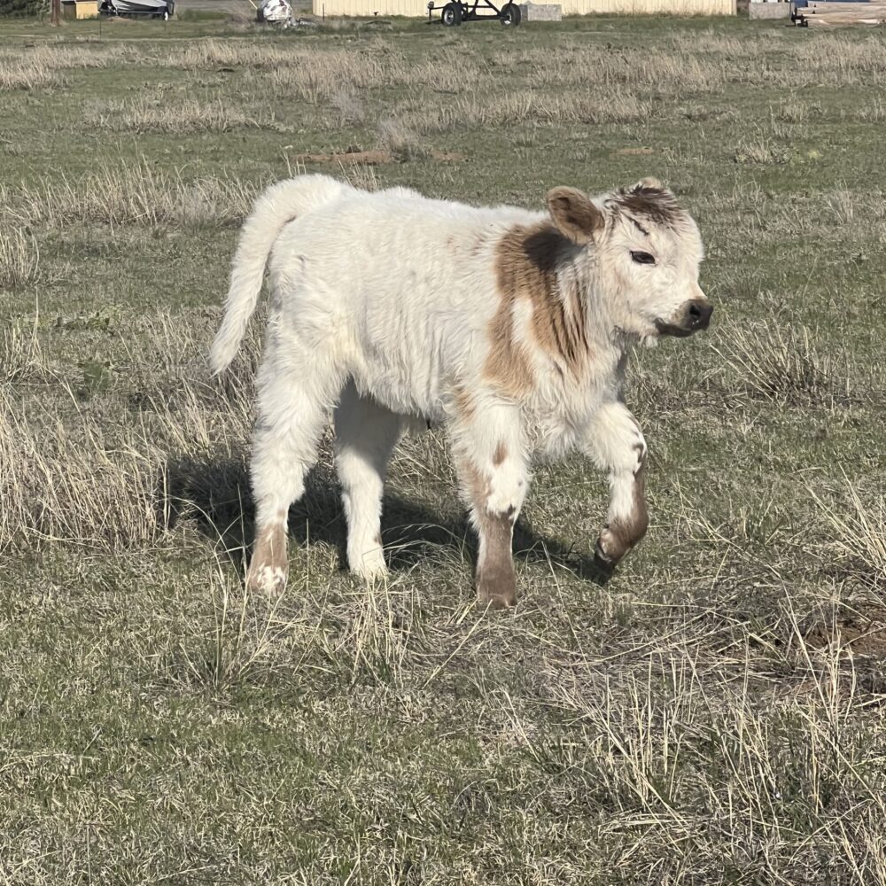 IMCBR Marketplace – Buy and Sell Mini Cattle