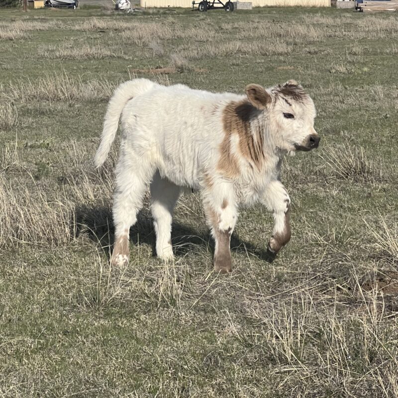 IMCBR Marketplace – Buy and Sell Mini Cattle