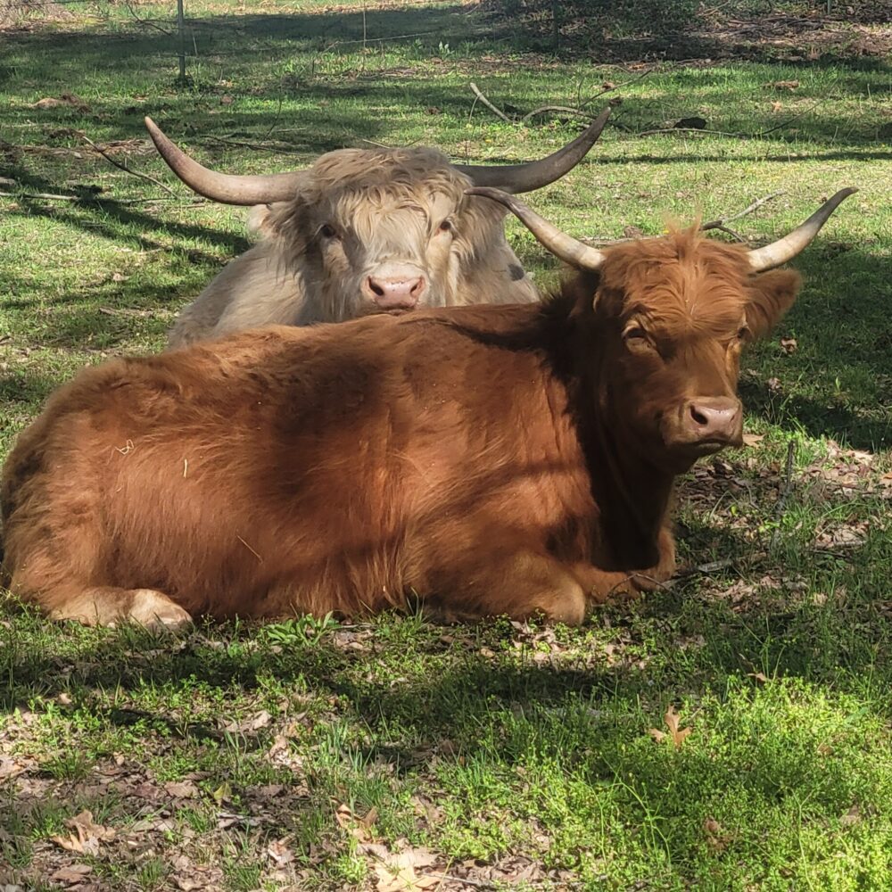 IMCBR Marketplace – Buy and Sell Mini Cattle