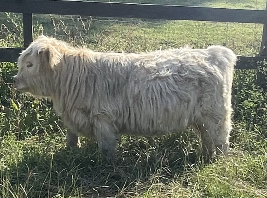 Micro mini highland heifer – Mini Pearl – IMCBR Marketplace