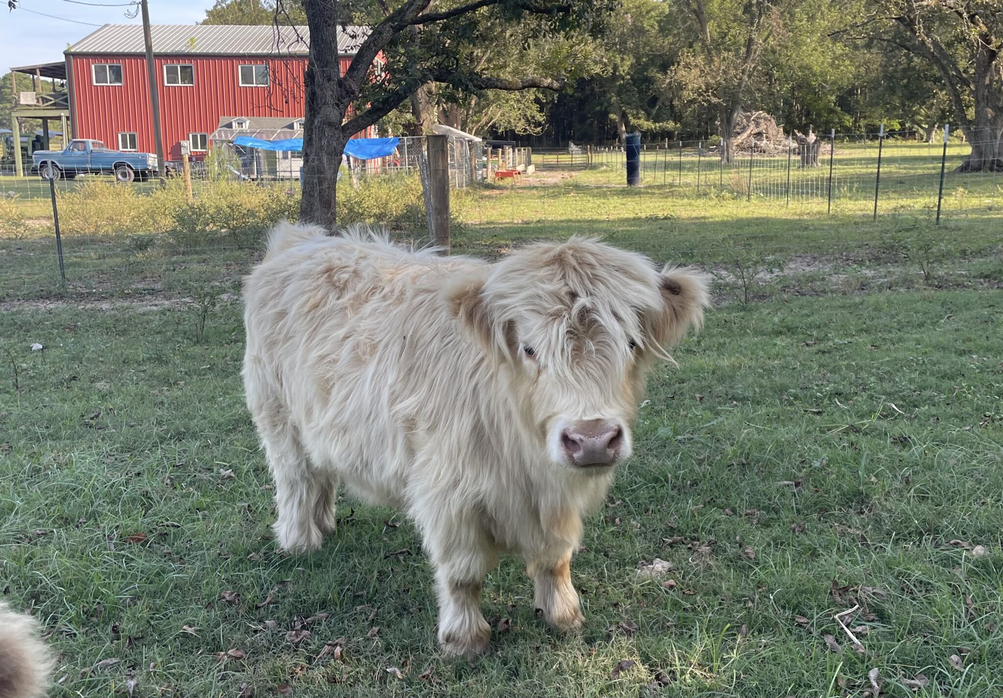 SOLD Micro mini highland heifer – Mini Pearl – IMCBR Marketplace