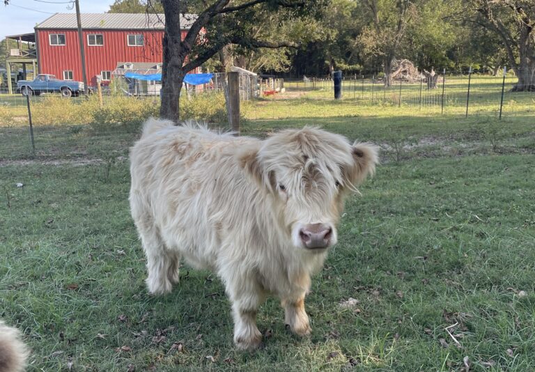 Micro mini highland heifer – Mini Pearl – IMCBR Marketplace