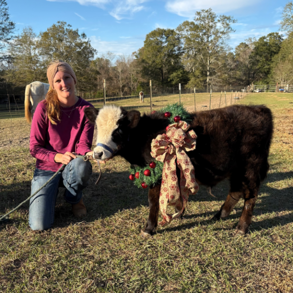 IMCBR Marketplace – Buy and Sell Mini Cattle