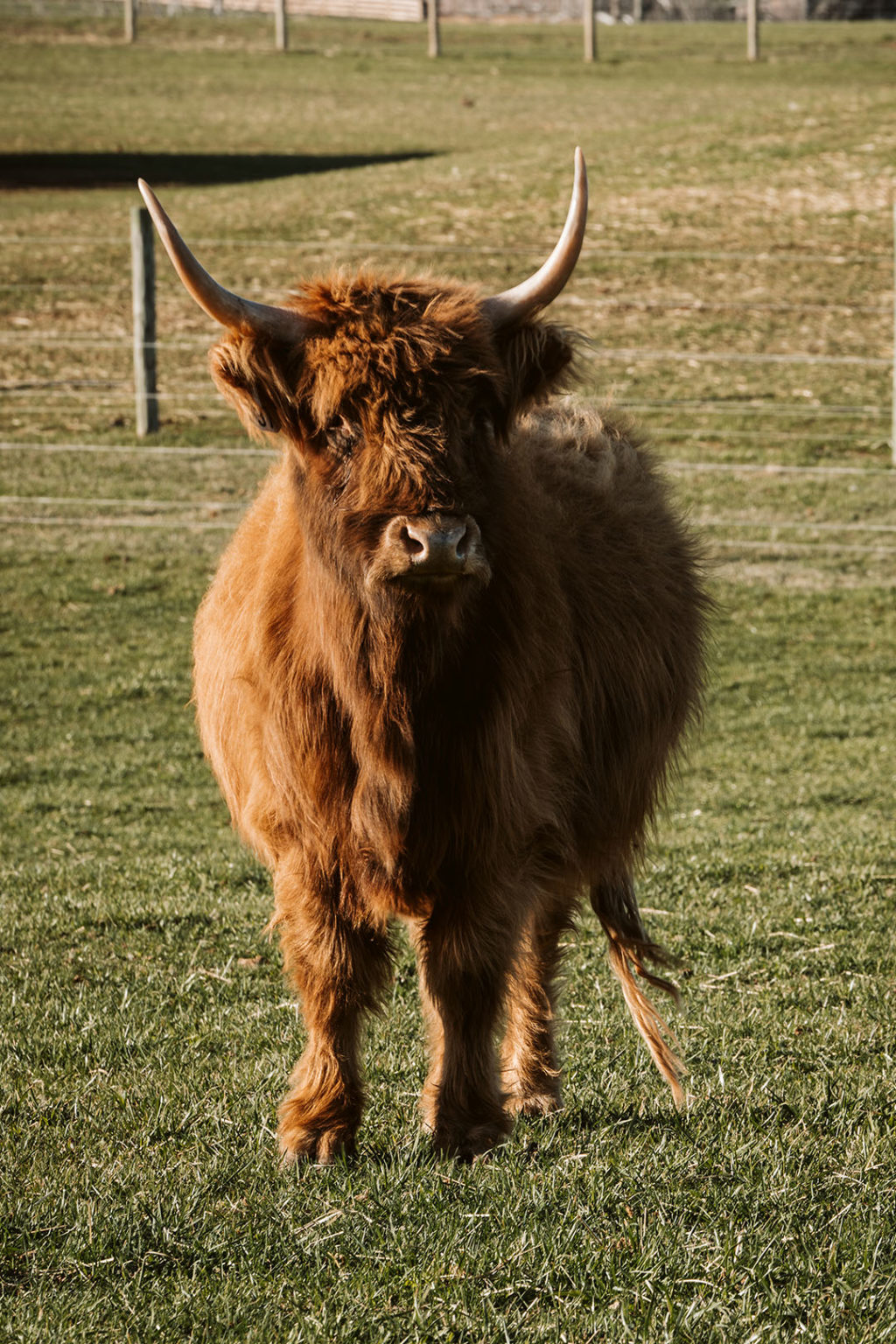 IMCBR - International Miniature Cattle Breeder’s Registry