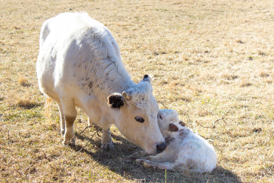 What is a HighPark Cow - IMCBR