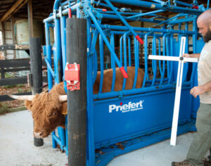 How to Properly Measure Cattle: A Step-by-Step Guide - IMCBR